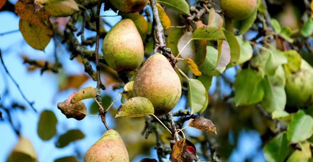 Benefits of Eating Pear | Medicinal Benefits - My Emerald Health